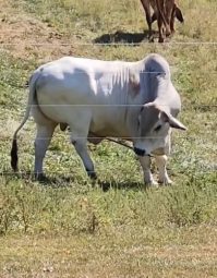 Cow Tools: The Proof Is Out There – The Daily Cartoonist